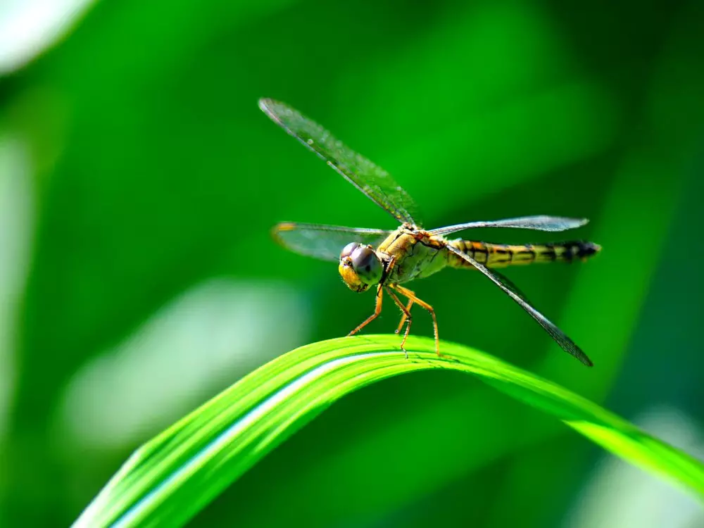 14 Lintlha Tse Monate ka Li-dragonflies