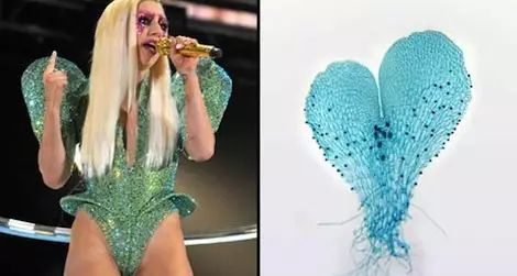 I-Lady Gaga kanye ne-gametophyte yolunye lwezinhlobo ze-fern eziqanjwe ngaye.