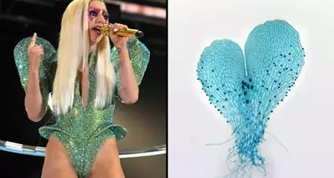 Lady Gaga u gametophyte ta' waħda mill-ispeċi tal-felċi msemmija għaliha.