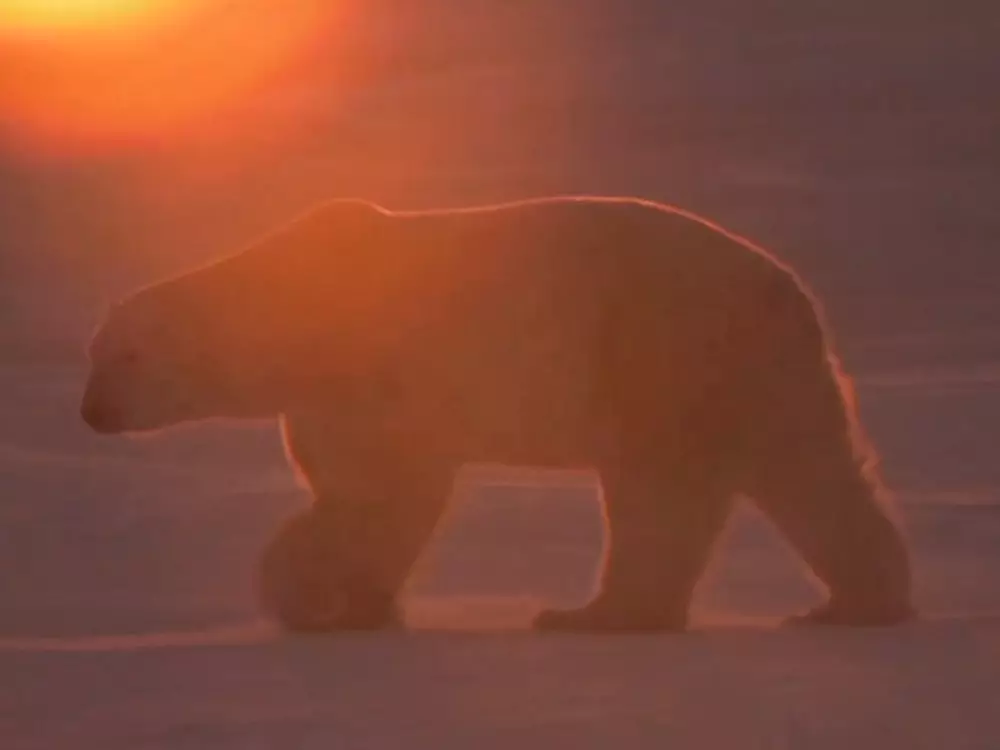 Liikuge üle Panda Cam, on aeg jääkarude rändeks