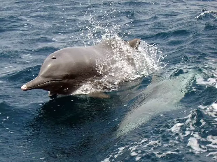 Τα αρσενικά δελφίνια με καμπούρα ζητούν συντρόφους παρουσιάζοντας σφουγγάρια ως δώρα