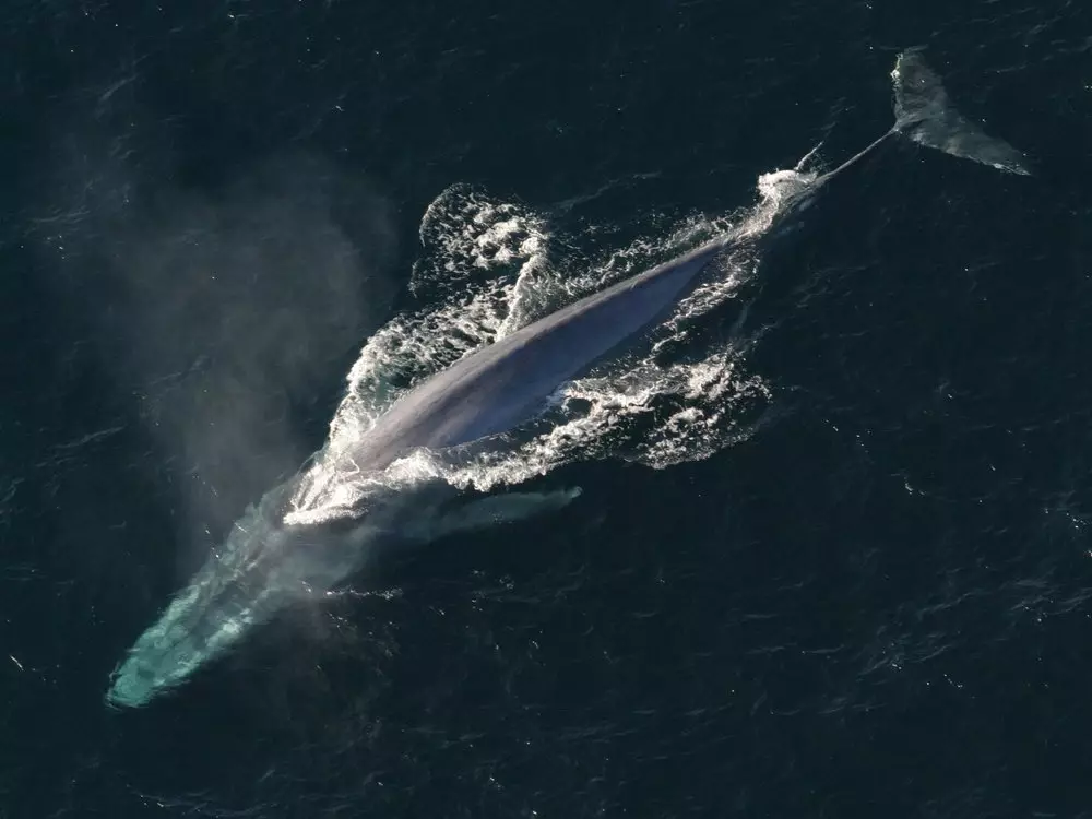 Blue Whales Suna da Makamin Ciyar da Asirin: Ambidextrousness