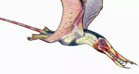 ДиБгд тарабынан Rhamphorhynchus птерозаврынын реставрациясы