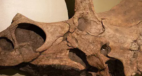 La rekonstruita kranio de Eotriceratops