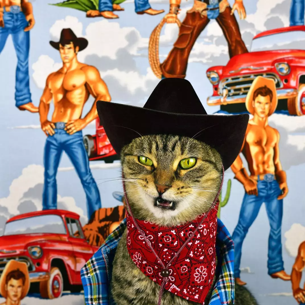 Cowboy katt