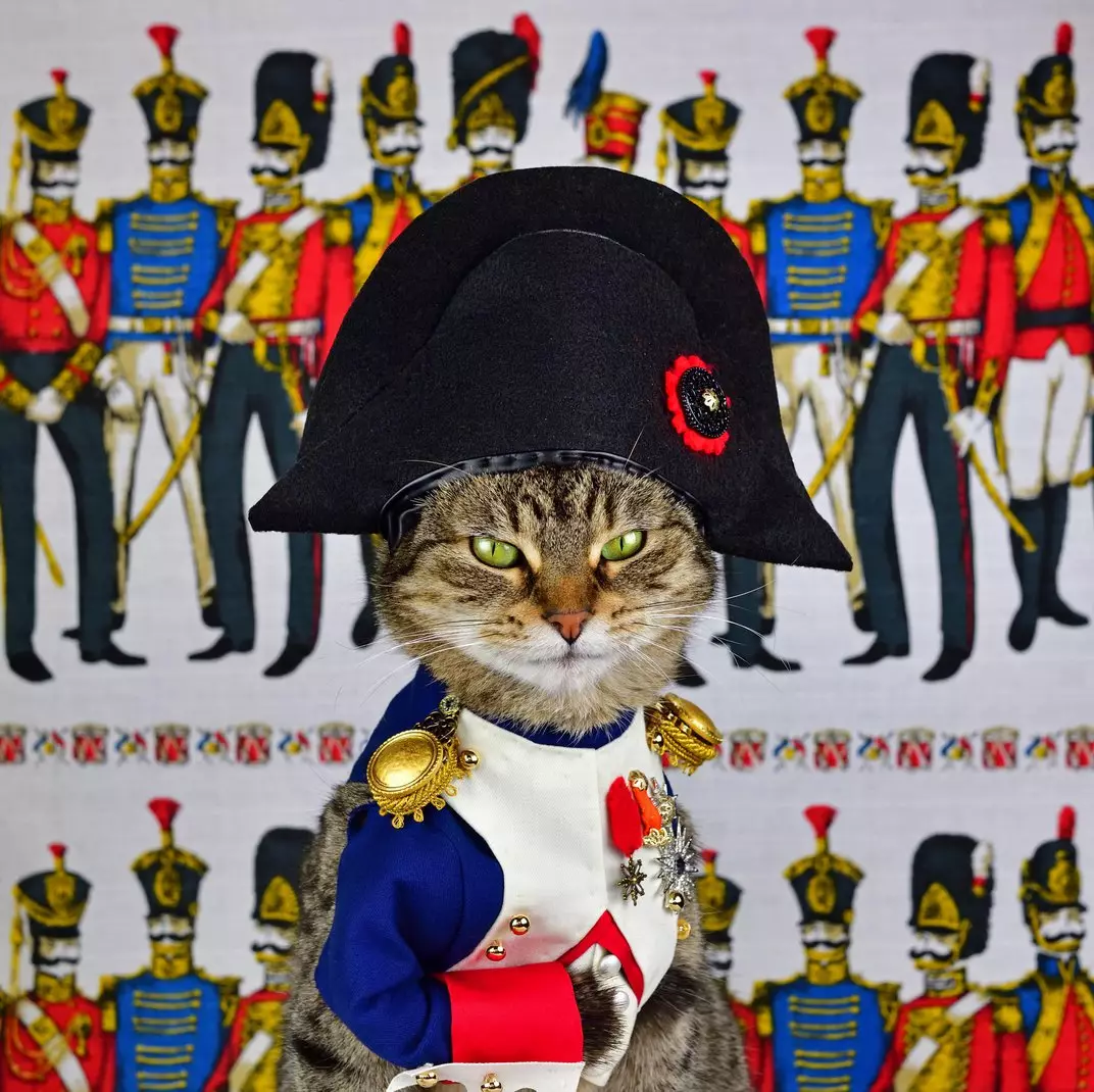 Pisica Napoleon Bonaparte