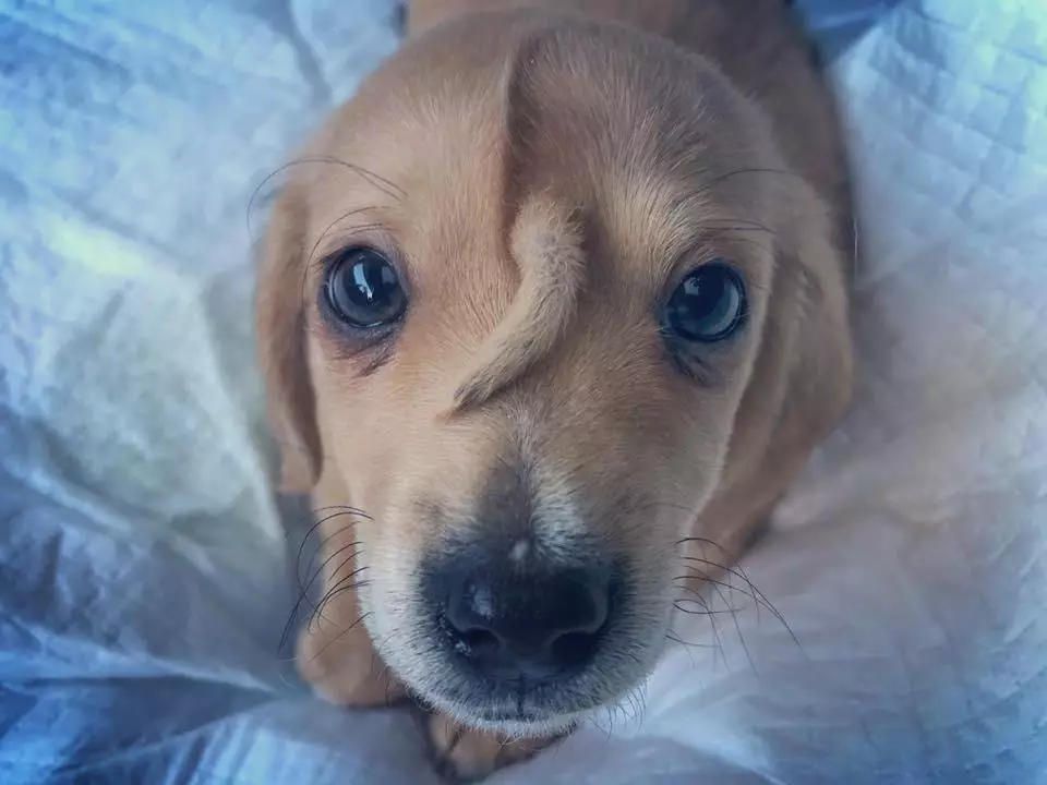 Maak kennis met de 'Eenhoornpuppy' met een extra staart op zijn hoofd