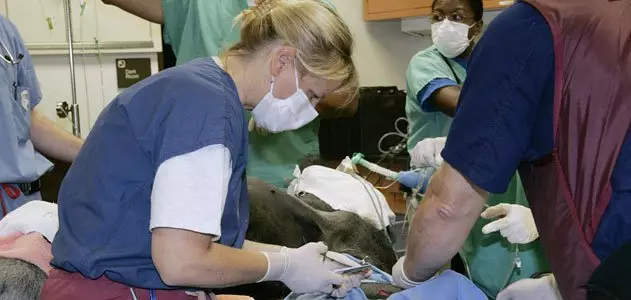 Д-р Мареј оперира една од горилата во Зоолошката градина
