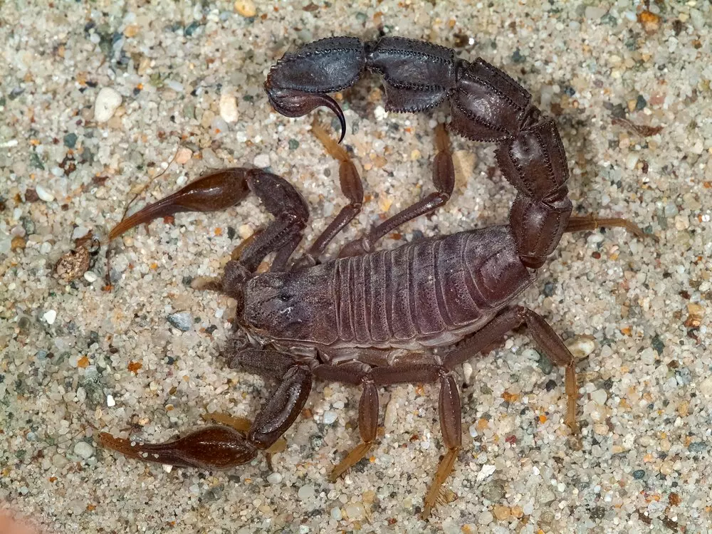 Scorpion nini yijimye yijimye hamwe na stinger nini ninzara
