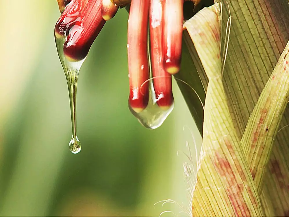 Le maïs du futur a des centaines d'années et produit son propre mucus