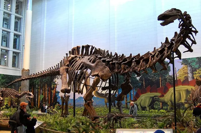 20110520083236 Karnegi-Apatosaurus.jpg