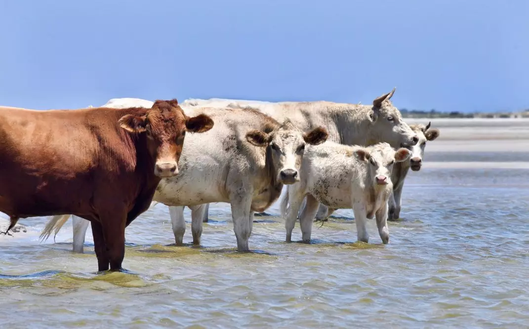 Три корови, знесені ураганом Доріан, знайшли живими
