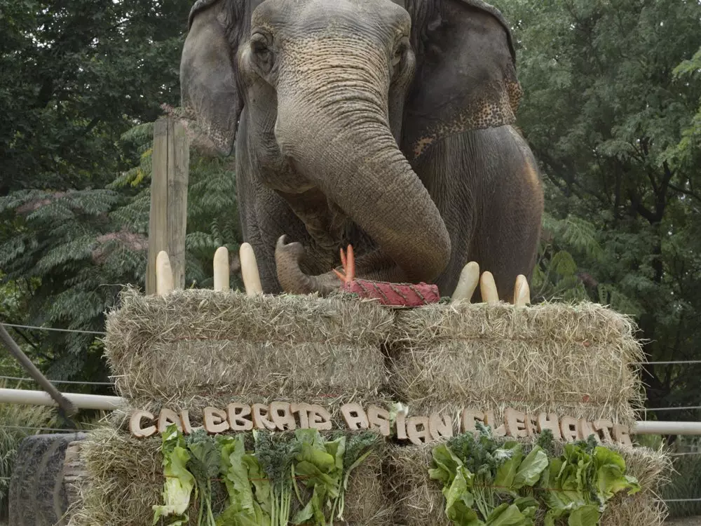 Ihe 10 ị na-amaghị gbasara elephant Asia