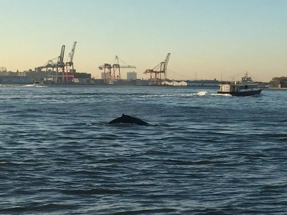 Niujorko Upper West Side turi savo banginį