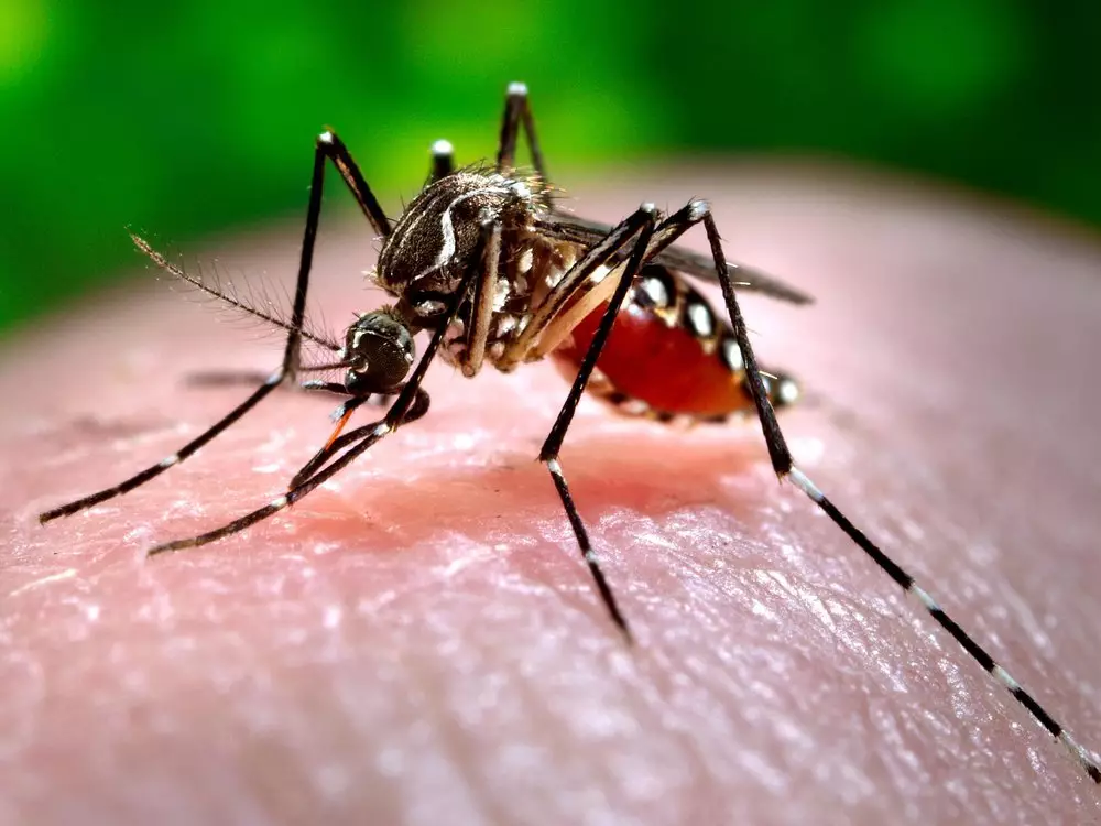 Florida Officials Will Release Genetically Modified Mosquitoes to Fight Zika 