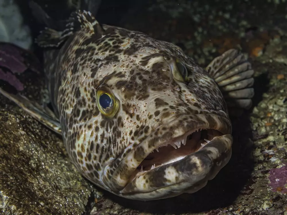 This Fish Loses and Regrows 20 Teeth Each Day