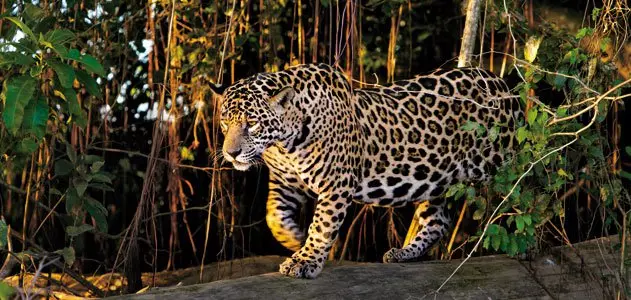 Samica jaguarja na sprehodu