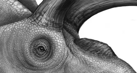 פליאונטולוגים מברכים את Xenoceratops לעץ המשפחה ה-Ceratopsian