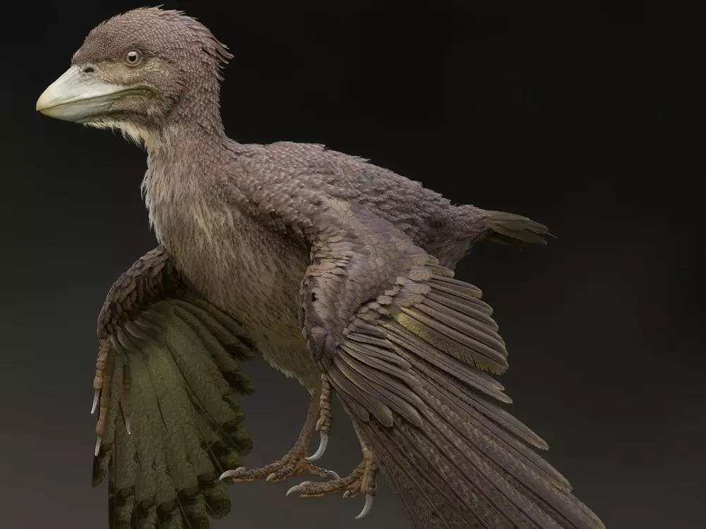 新發現的化石鳥填補了恐龍和現代飛行者之間的空白