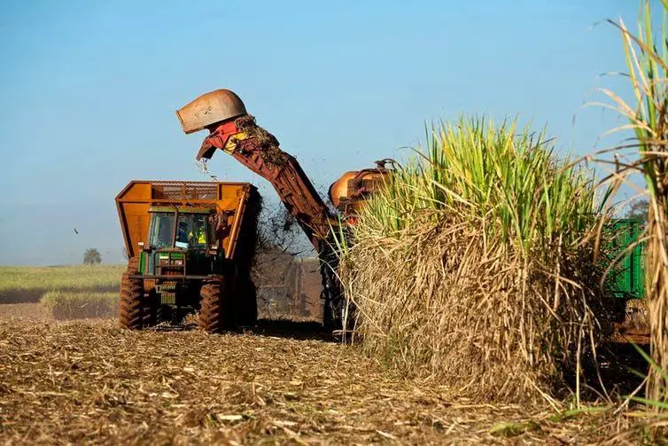 Brezilya'da şeker kamışı hasadı