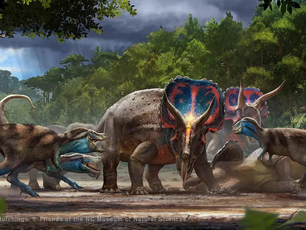 Taiteilijan esitys T. rex vs. Triceratops -taistelusta. Mutaisella aukiolla kolmea Triceratopsia (yksi kuollut maassa) ympäröi useita pieniä, ruskeita ja sinisiä T. rexiä. Aukeaa ympäröivät korkeat, rehevät puut.