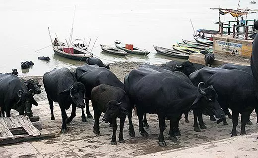 A Cidade Santa de Varanasi 11820_12