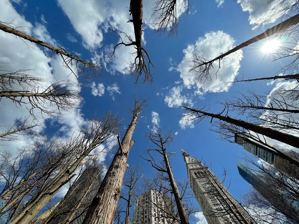 Haunting &#x27;Ghost Forest&#x27; Resurrected in New York City