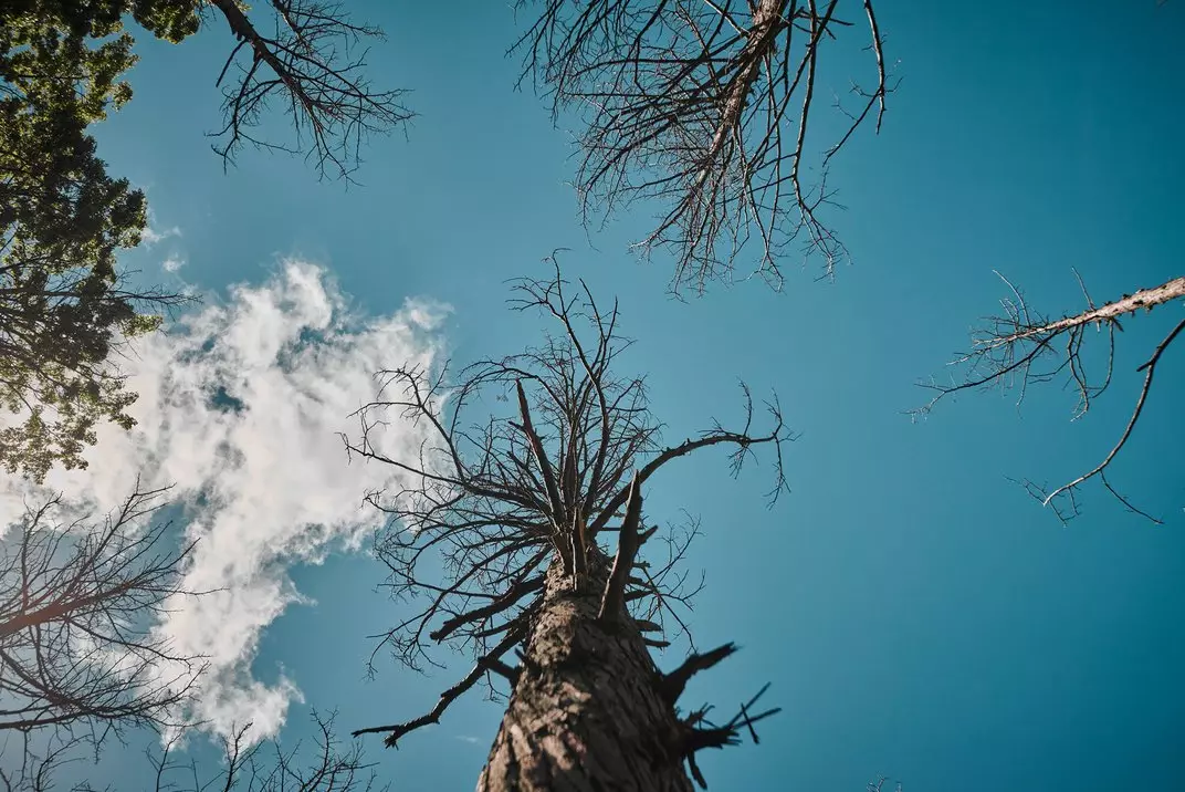 Haunting 'Ghost Forest' An Tashi Daga Matattu a Birnin New York 11828_3