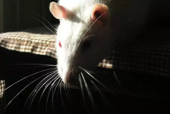 Blind Mënsche kënne léieren wéi eng Rat mat Whiskers ze spieren