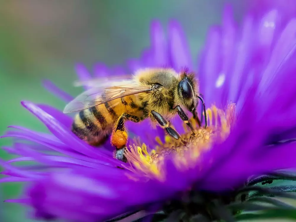 Seekor lebah mengumpulkan serbuk sari dari pusat bunga ungu
