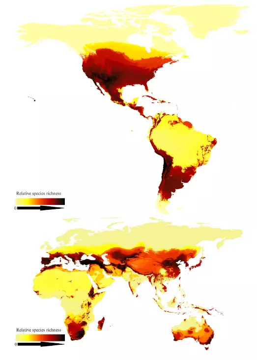 Peta kekayaan spesies lebah global dengan zona merah gelap menunjukkan lebih banyak keragaman, dan zona kuning menunjukkan lebih sedikit keragaman