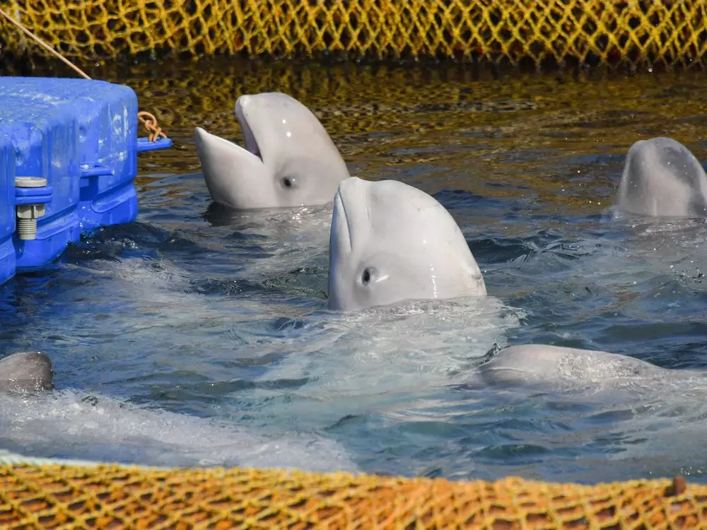 Russland befreit lescht Belugas aus Notorious 'Whale Jail'