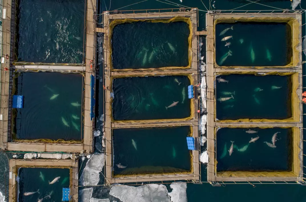 Usa ka aerial view sa mga pool diin ang ilegal nga nakuha nga 11 ka orcas ug 90 ka belugas gitipigan.