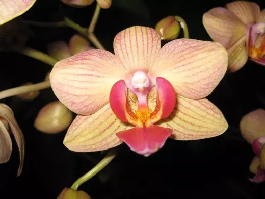 Nolosha Galmada Yaabka leh ee Orchids
