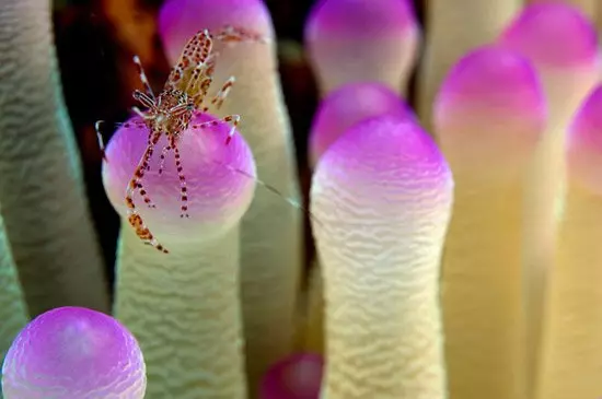 Photo of the Week: Anemone and Shrimp