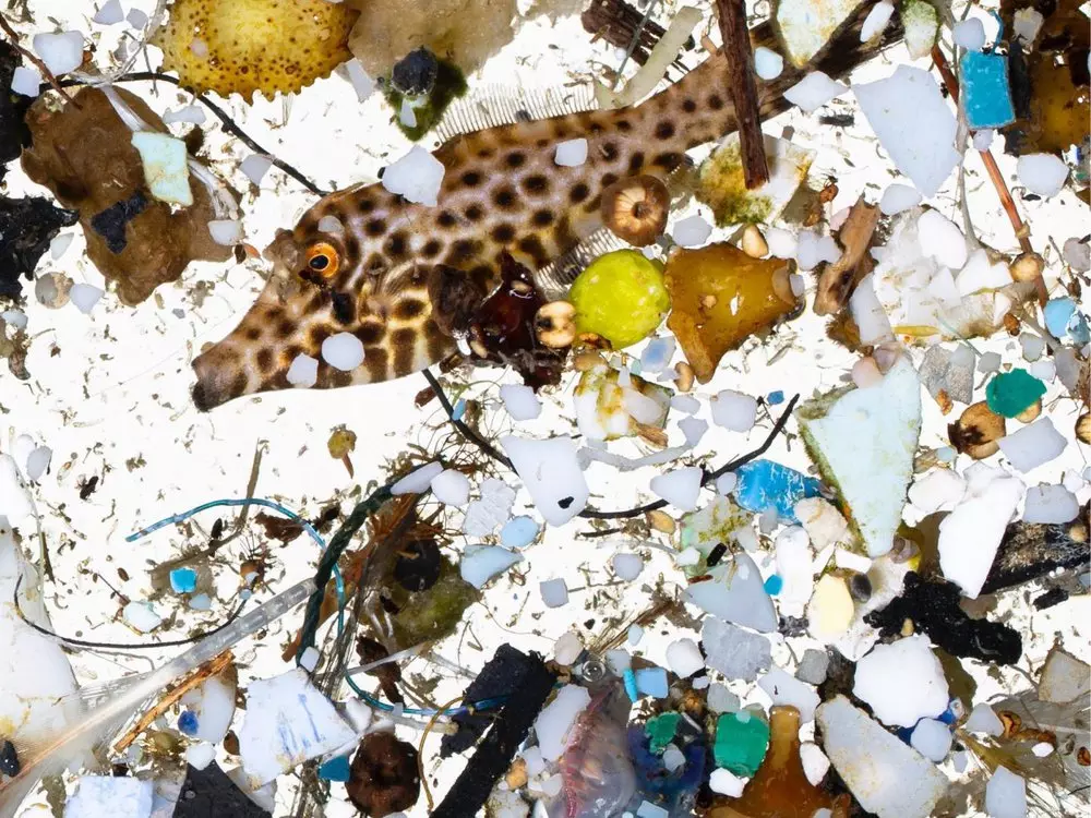Nylig identifiserte fiskebarnehager blir kvalt med plast
