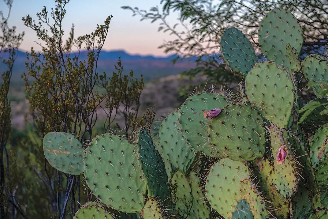 Cactus piorra deilgneach ar Áirithinte San Carlos.