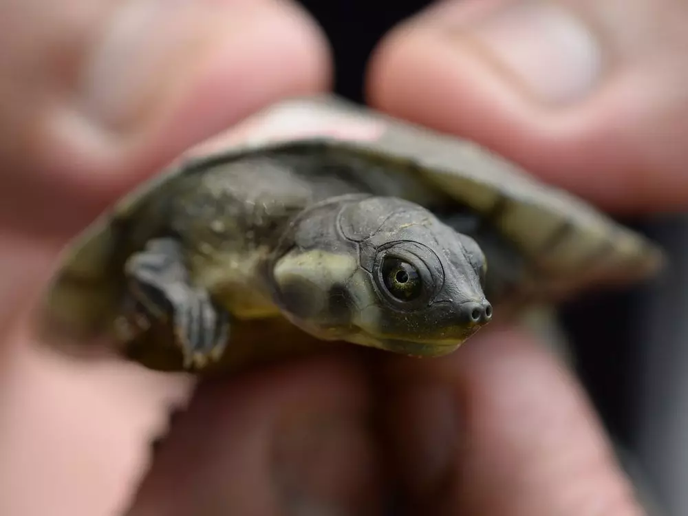 Bannen an der Lokaler Bewegung fir Kolumbien River Turtles ze recuperéieren