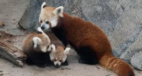 Die Roten Pandajungen des Zoos bekommen ihre Namen