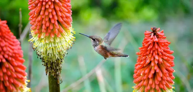 Os colibrís aparecen nos lugares máis estraños