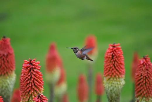 Kolibry pojawiają się w najdziwniejszych miejscach 11925_2