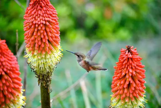 Hummingbirds tab tom popping nyob rau hauv qhov chaw txawv tshaj plaws 11925_8