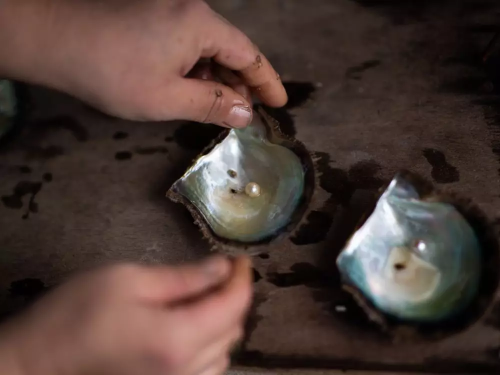 An image of an oyster split in half. There are hands holding one of the halves containing a small off-white pearl. On the table, the other half of the osyter rests nearby and is holding another pearl.