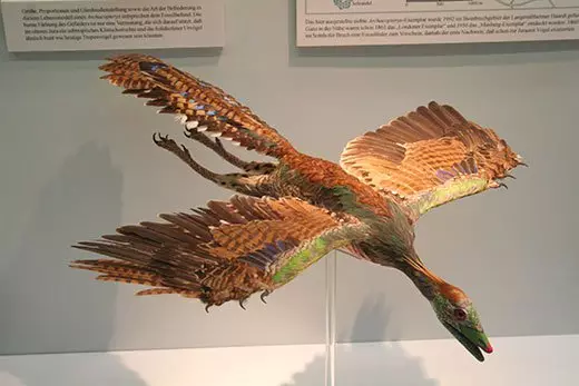 Dinozor Gözlemi: Özel Bir Archaeopteryx 150. Yıl Dönümü Sürümü 11930_6