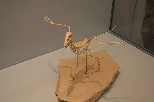 ការមើលឃើញដាយណូស័រ៖ ការបោះពុម្ពខួបលើកទី 150 នៃ Archeopteryx ពិសេស 11930_8