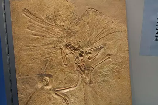 Shikimi i dinosaurëve: Botim i 150-vjetorit të një arkeopteriksi special 11930_9
