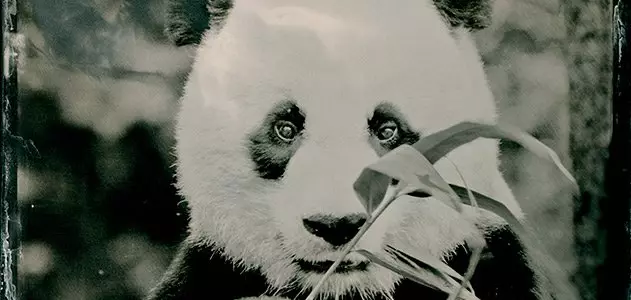पांडा इतने प्यारे क्यों हैं इसके पीछे का विज्ञान