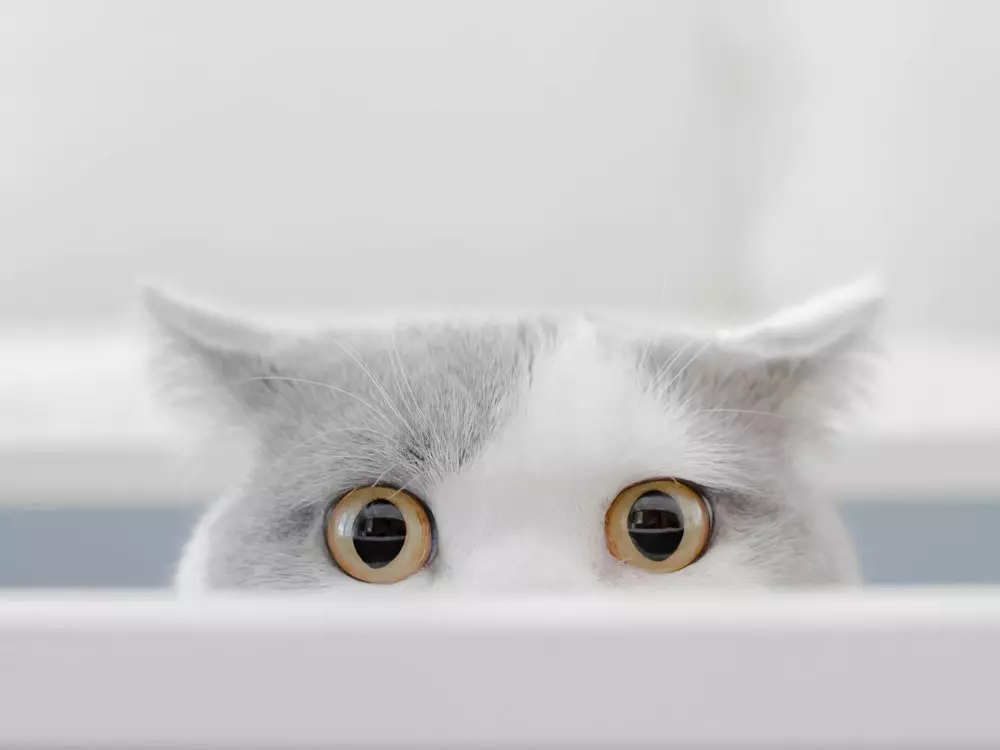 Pisica ta poate ști unde ești chiar și atunci când nu te pot vedea