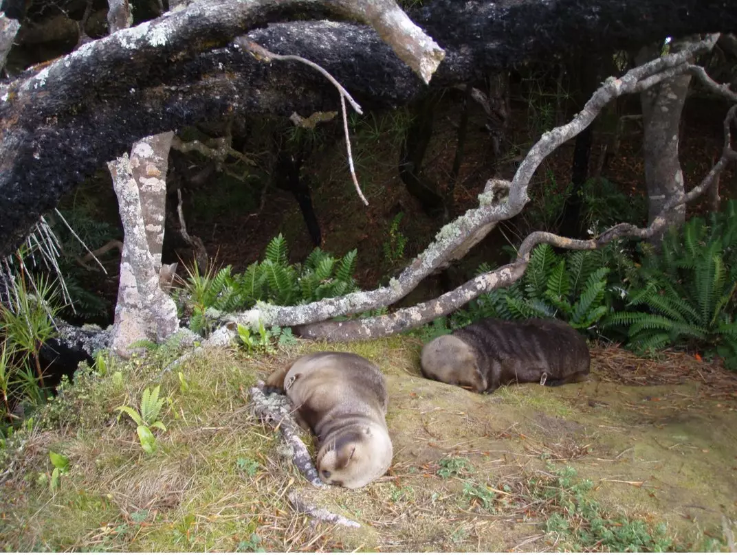 Kaksi merileijonanpentua nukkuu sammalisessa metsäkerroksessa. Niitä soivat oksat ja puut.