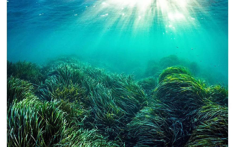 Чаму марская трава можа быць сакрэтнай зброяй акіяна супраць змены клімату